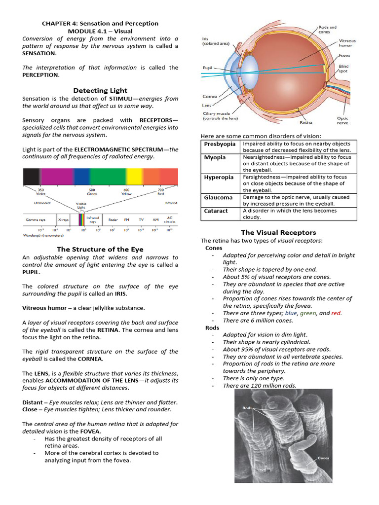 CHAPTER 4 - PERCEPTION AND SENSATION | PDF | Visual System | Retina