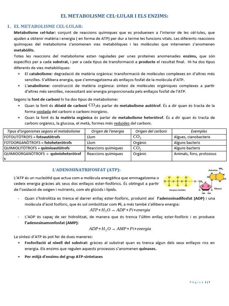 El Metabolisme Cel Lular I Els Enzims - Tema 1 | PDF