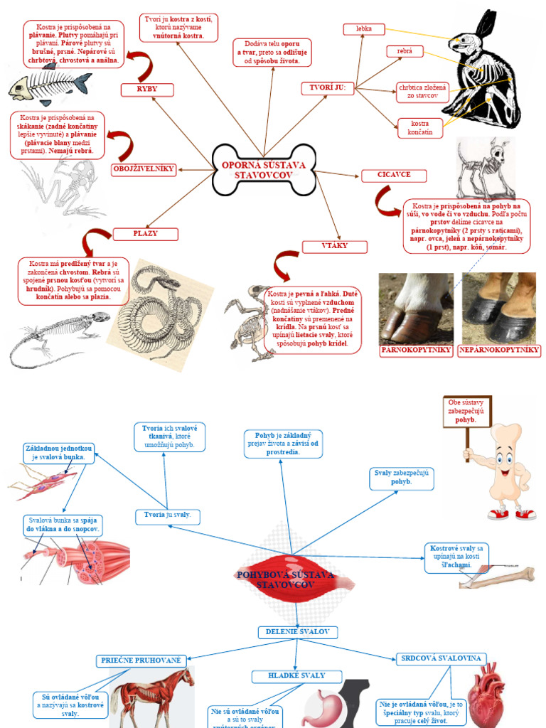 Oporná A Pohybová Sústava Stavovcov - Pojmová Mapa | PDF