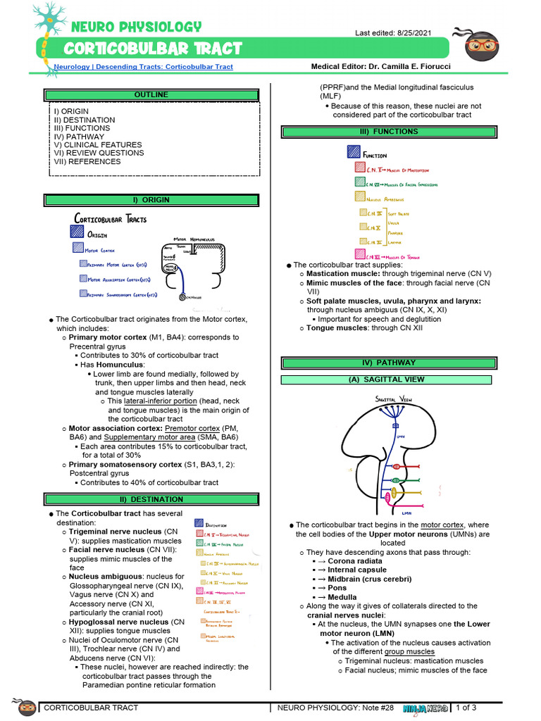 Corticobulbar Tract Overview and Functions | PDF
