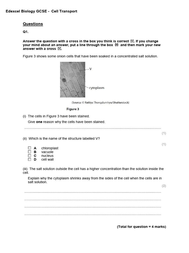 Cell Transport | PDF