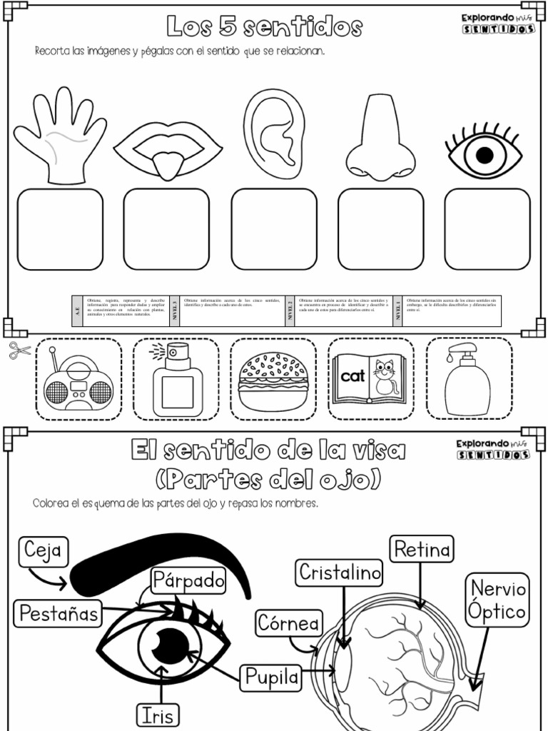 Cuadernillo Fichas Explorando Mis Sentidos Dulce Candy S1 | PDF ...