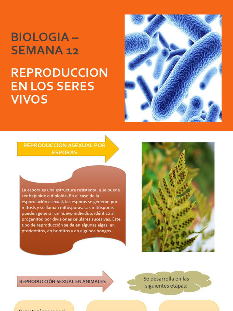 Ficha Biologia Semana 12 | PDF | Sexo | Reproducción sexual