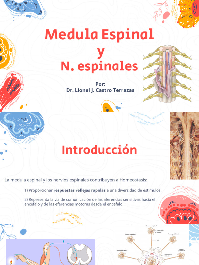 Capitulo 13 - Medula Espinal y Nervios Espinales | PDF | Médula espinal | Materia gris