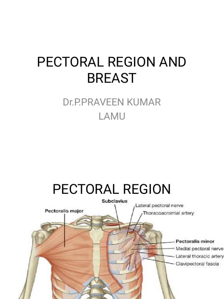Pectoral Region and Breast Anatomy | PDF