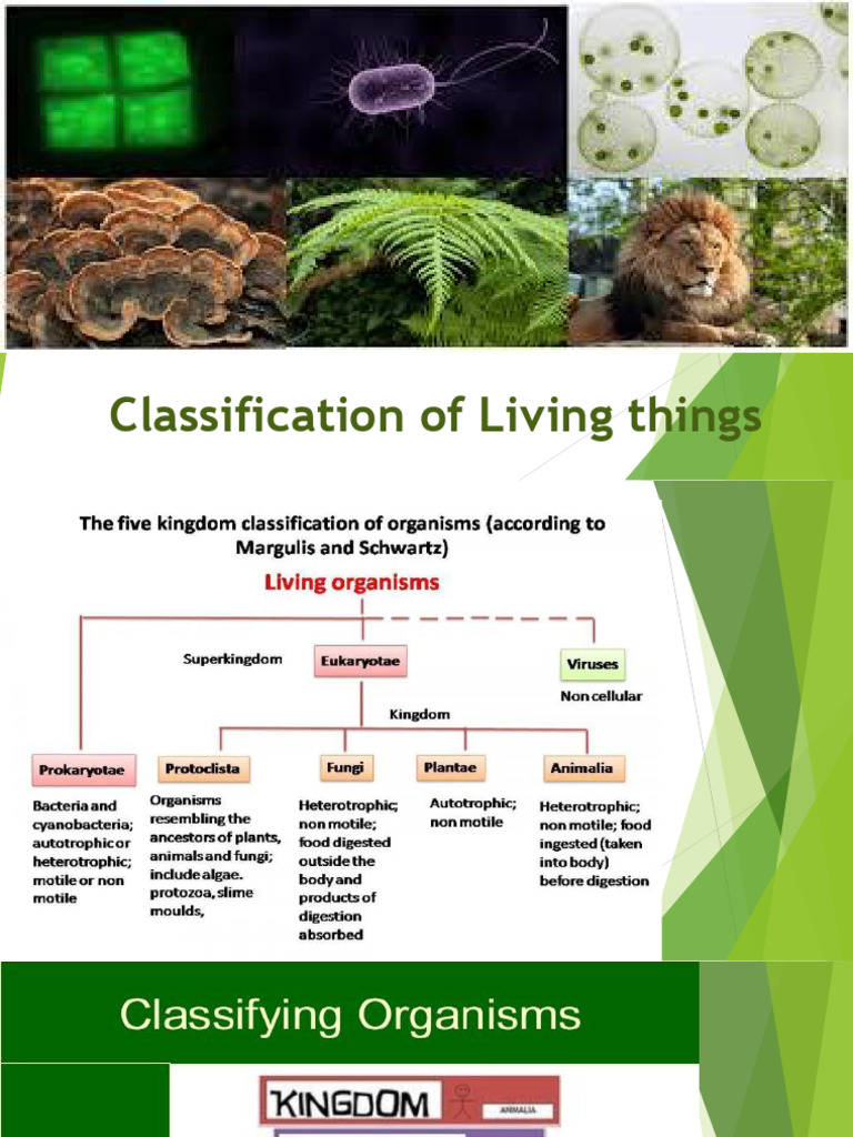 Classification of Living Things | PDF
