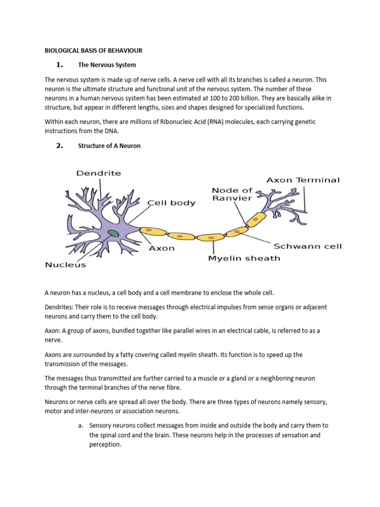 Biological Basis of Behaviour | PDF | Neuron | Central Nervous System