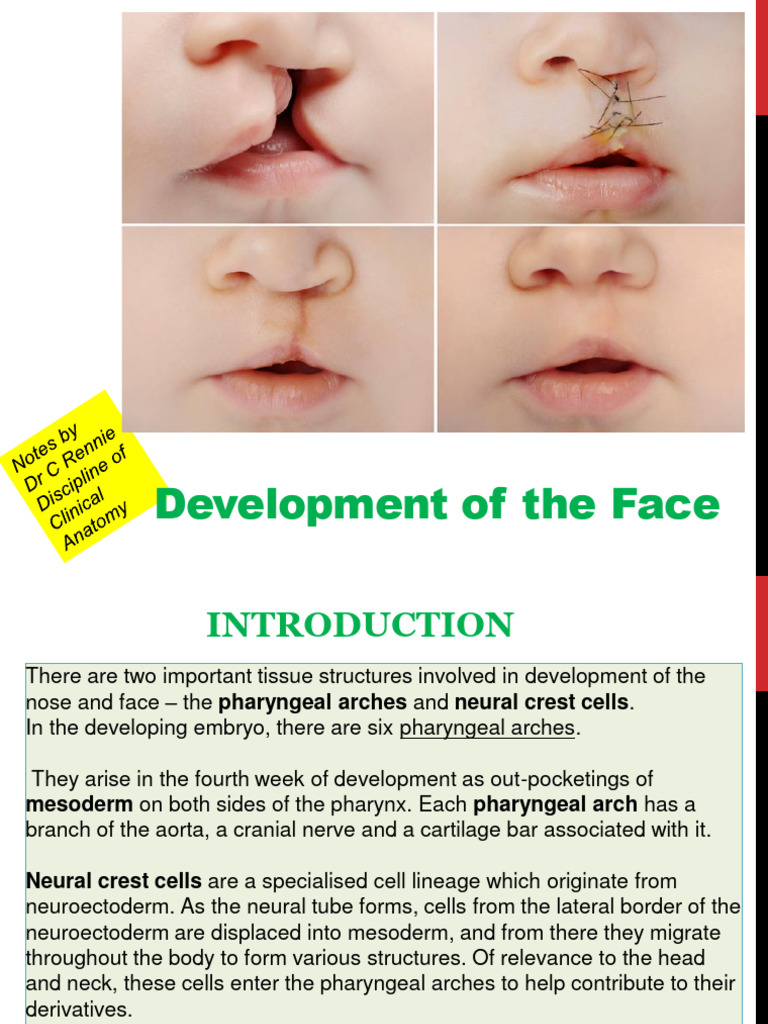 Development of Face | PDF | Tongue | Human Head And Neck