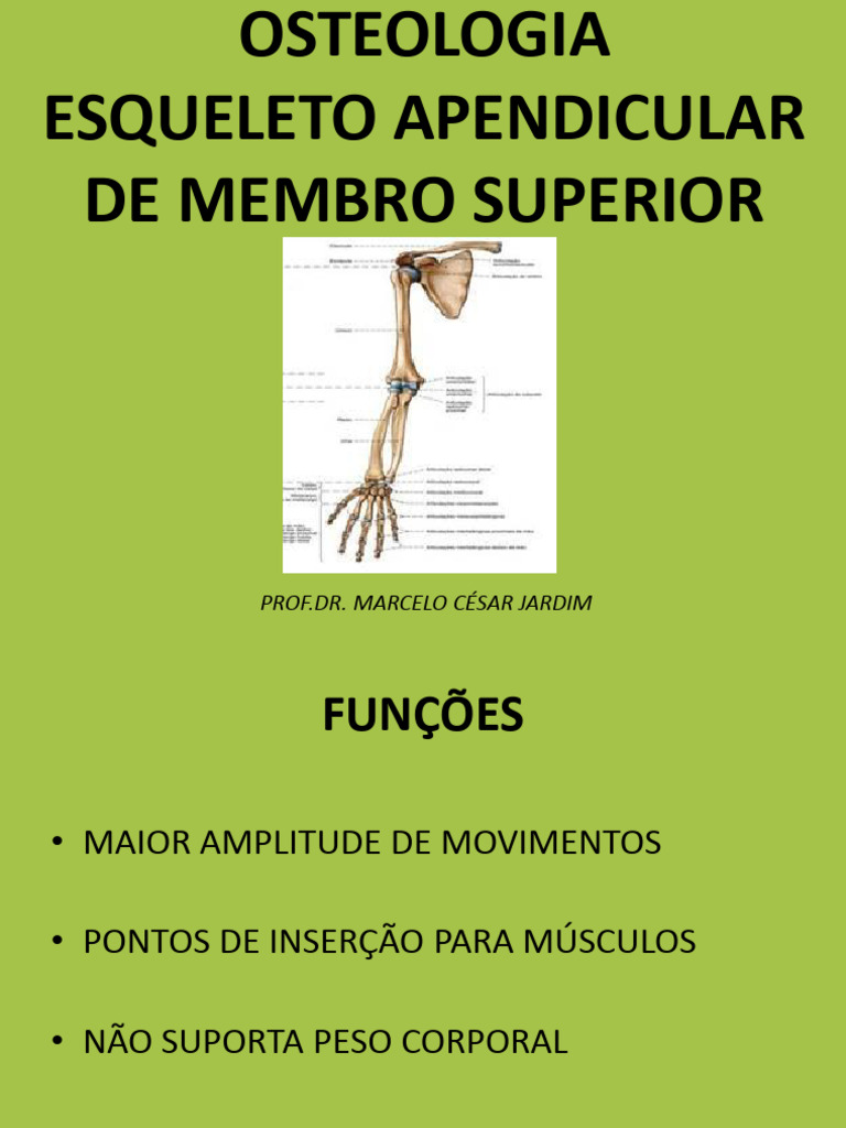Sistema Esquelético - Membro Superior | PDF
