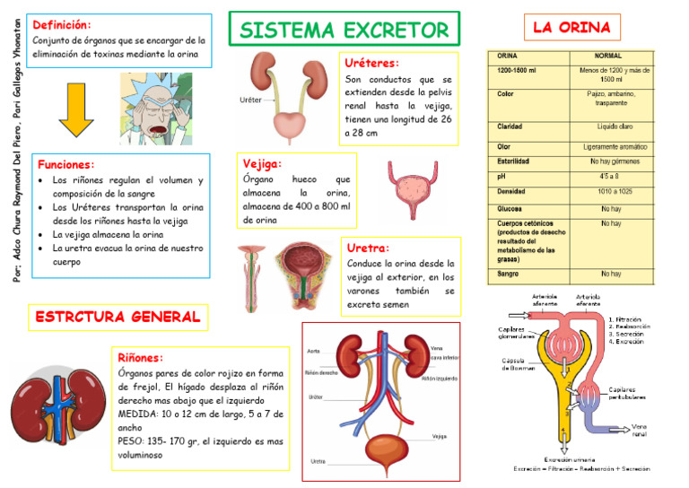 Infografia de Sistema Excretor | PDF | Sistema urinario | Riñón
