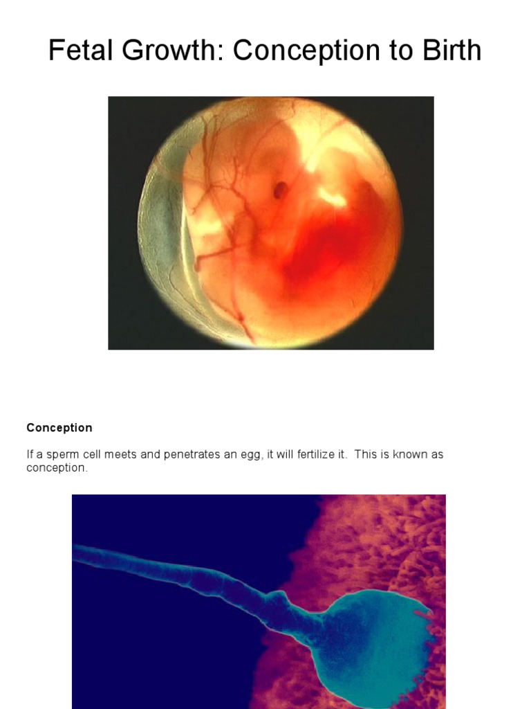 Fetal Growth: Conception To Birth | PDF | Prenatal Development | Fetus