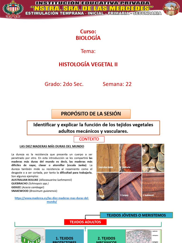 B 2do Histología Vegetal II | PDF