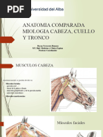 Anatomía Del Hueso Del Húmero Del Perro AnatomyLearner - El Lugar para ...