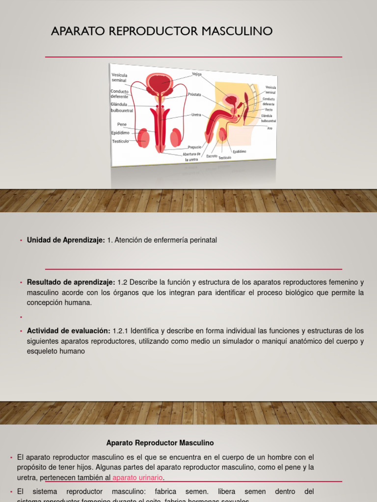 Aparato Reproductor Masculino | PDF | Sistema reproductivo | Testículo