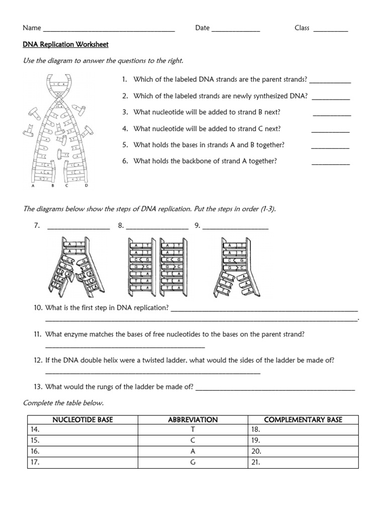 DNA Replication Worksheet and Key | PDF | Dna | Rna