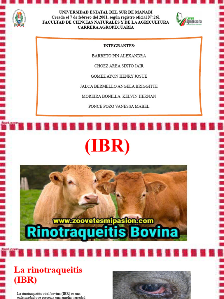 IBR | Descargar gratis PDF | Vacunas | Vacas