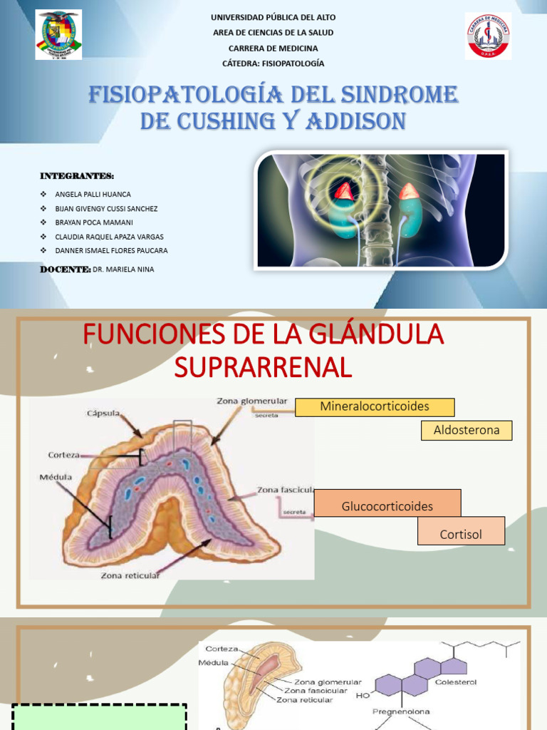 Fisiopatología Del Sindrome de Cushing y Addison | PDF | Glándula ...