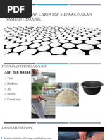 Classification Lalat BSF | PDF