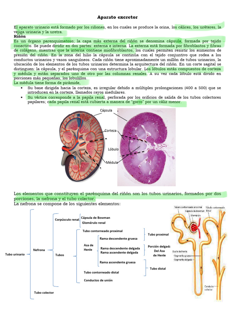 Aparato Excretor | PDF | Riñón | Sistema urinario