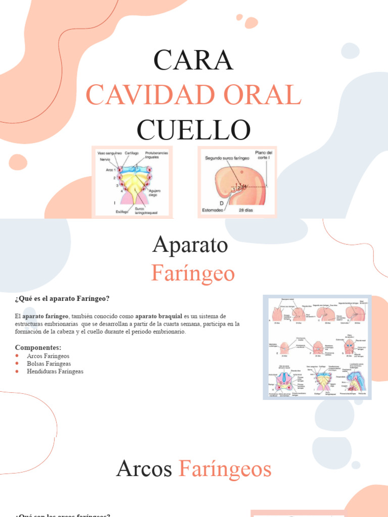 Aparato Faringeo | PDF