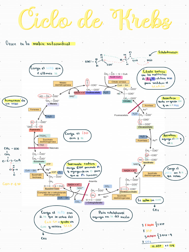 Ciclo de Krebs | PDF