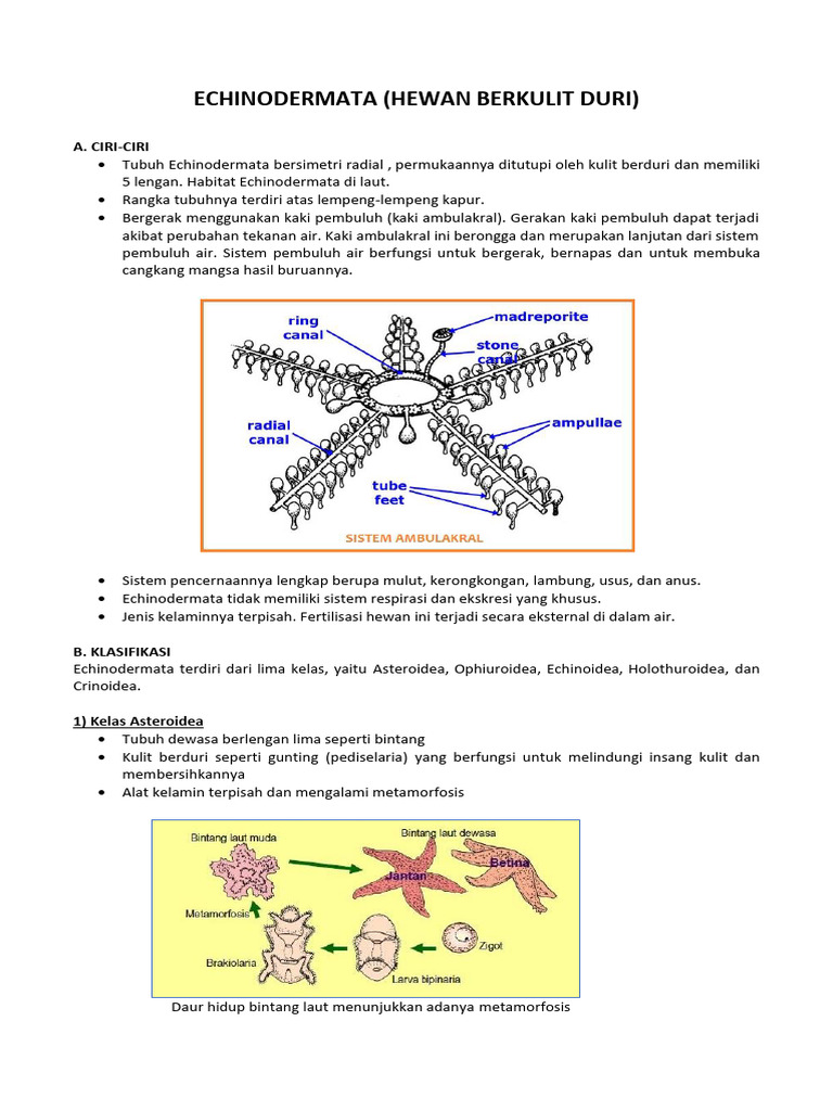 Filum Echinodermata | PDF