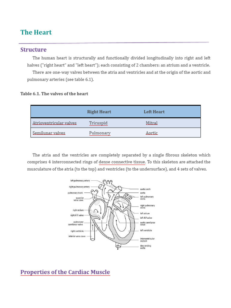 Physiology Note For Cardiovascular System | PDF