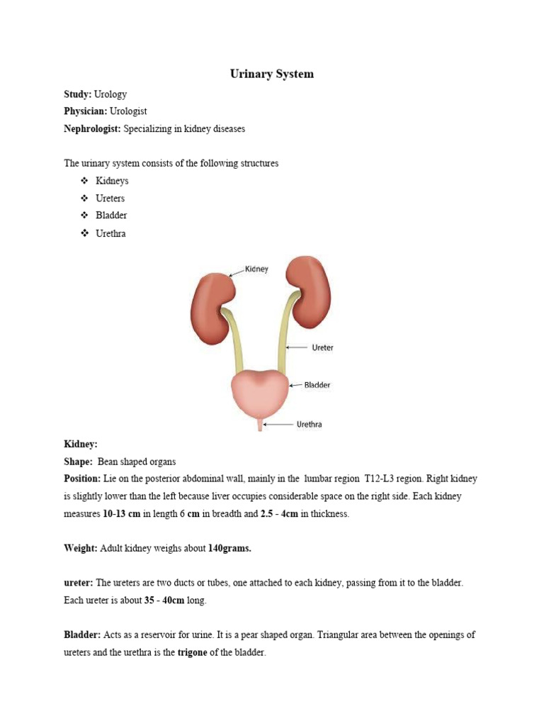 Urinary System 0004 | PDF | Kidney | Urinary System