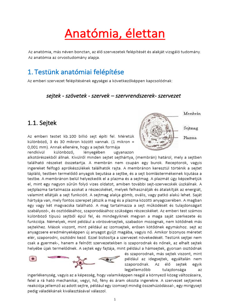Anatómia, Élettan - Jegyzet | PDF