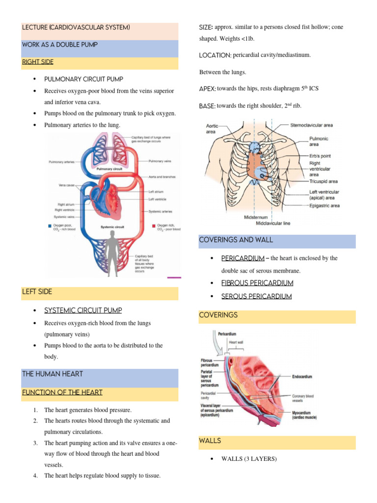 Cardio Notes | PDF