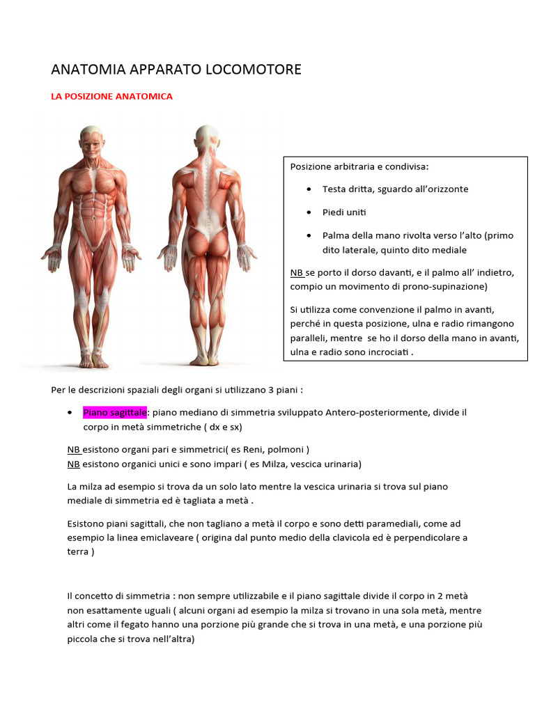 Anatomia Apparato Locomotore | PDF