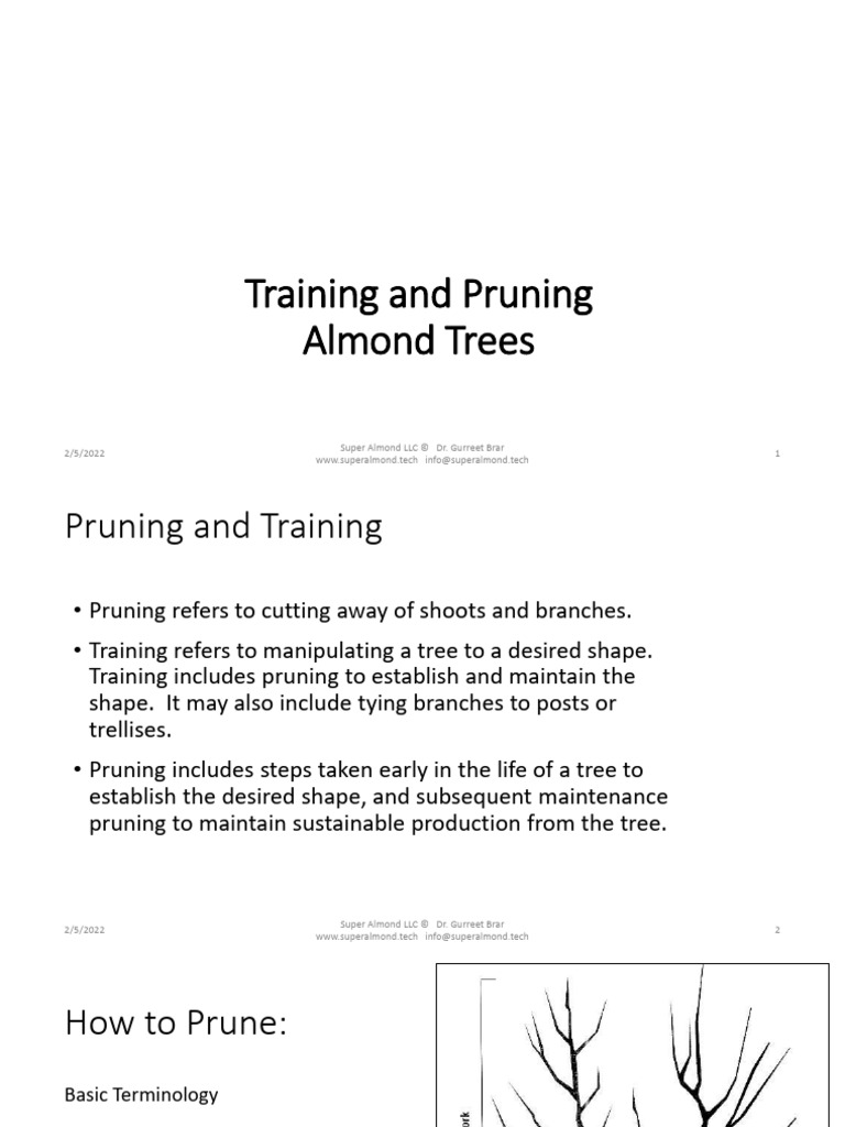 Almond Pruning and Training | PDF