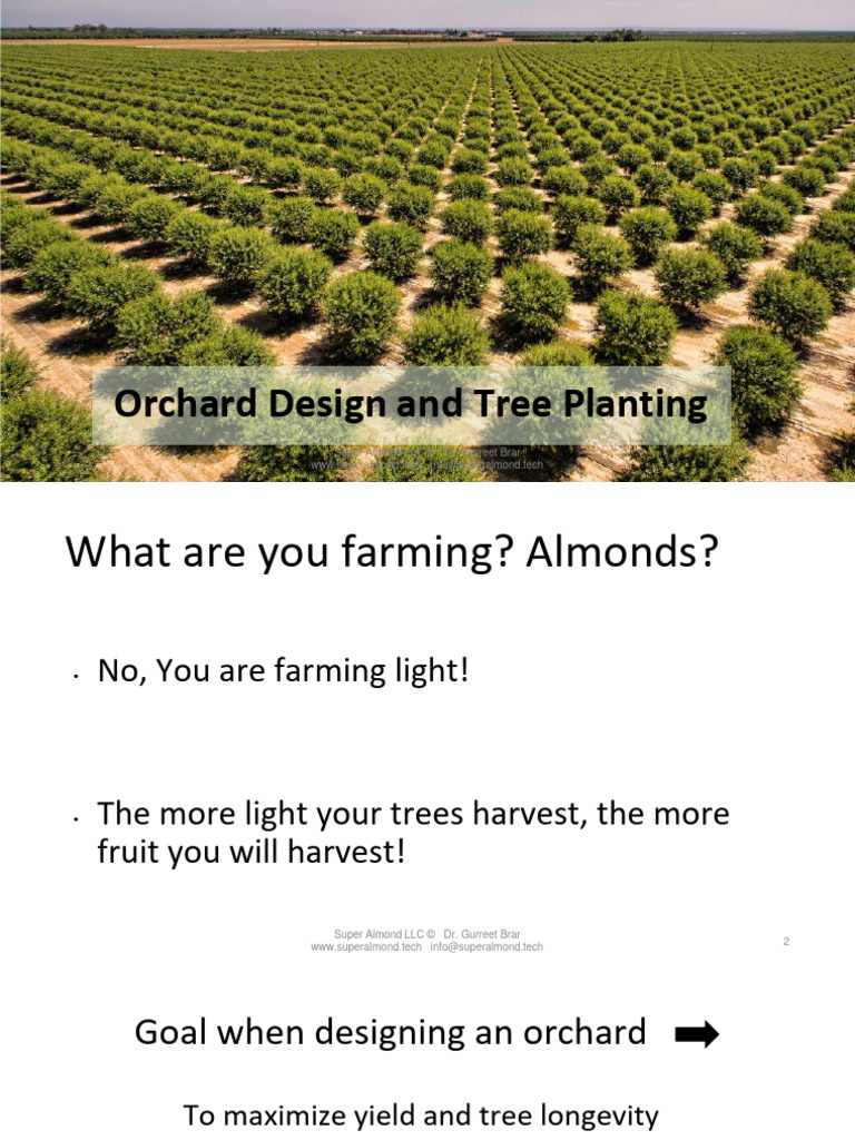 Almond Orchard Design | PDF