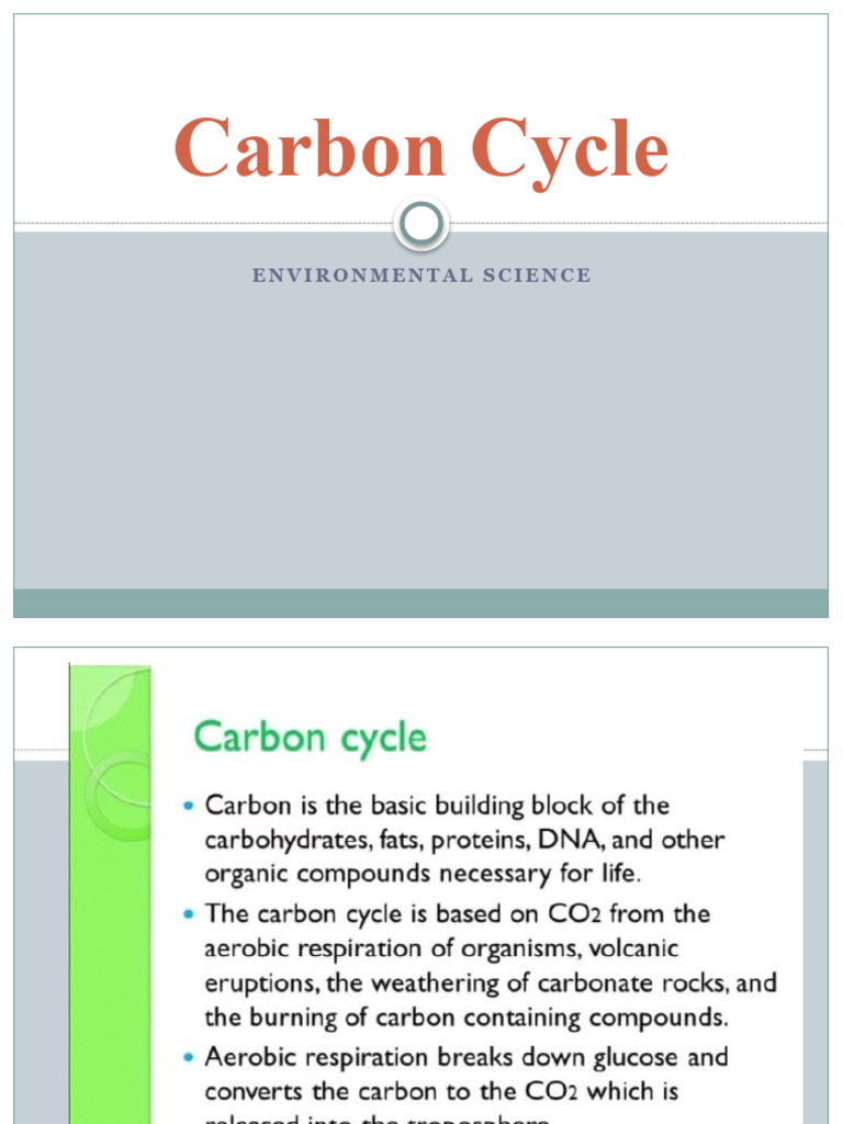 Carbon Cycle | PDF
