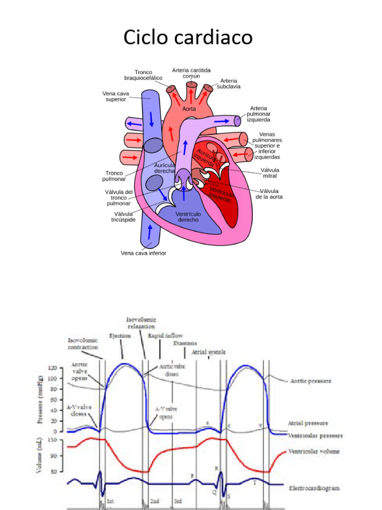 Ciclo Cardiaco y EKG | PDF