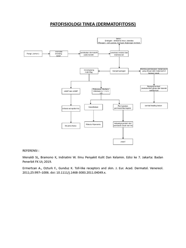 Lo 3 Patofisiologi Tinea | PDF