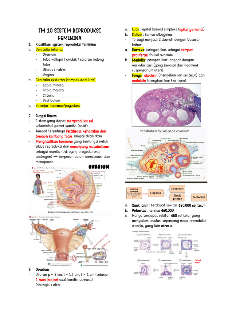 Sistem Reproduksi Feminina: Ovarium dan Uterus | PDF