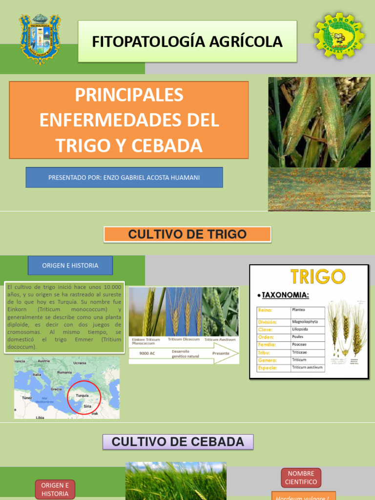 Enfermedades Del Cultivo de Trigo y Cebada Final Enzo | PDF