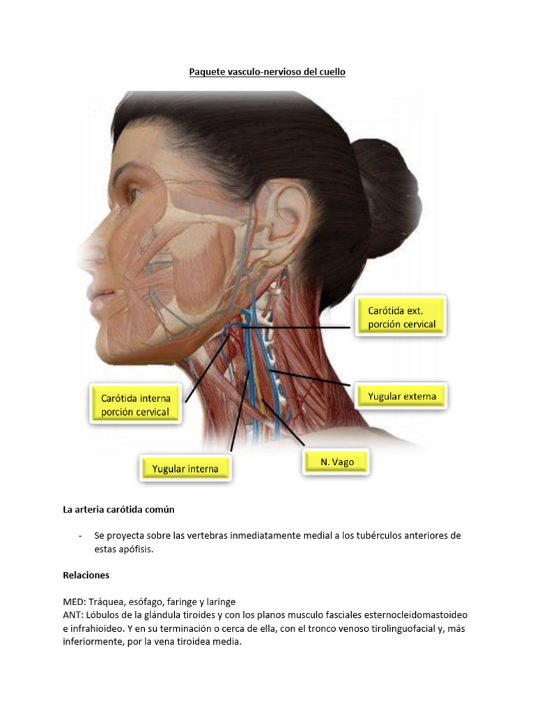 Paquete Vasculonerviosocuello | PDF