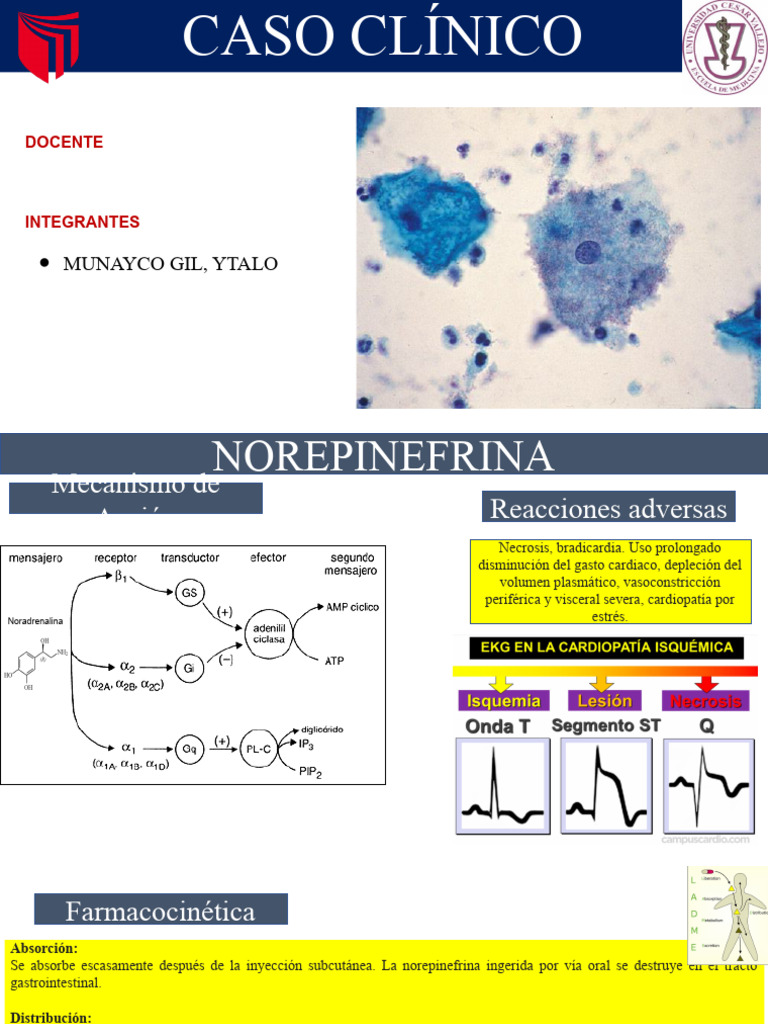 Munayco Gil, Ytalo: Docente | Descargar gratis PDF | Norepinefrina | Especialidades Medicas