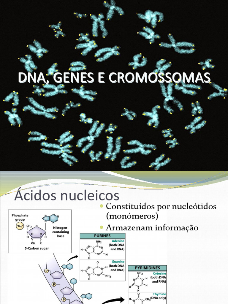 Estrutura e Função do DNA e Genes | PDF