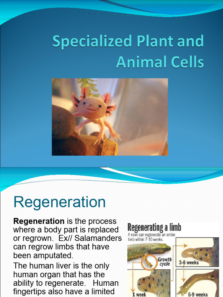 Regeneration in Animals and Cells | PDF | Tissue (Biology ...