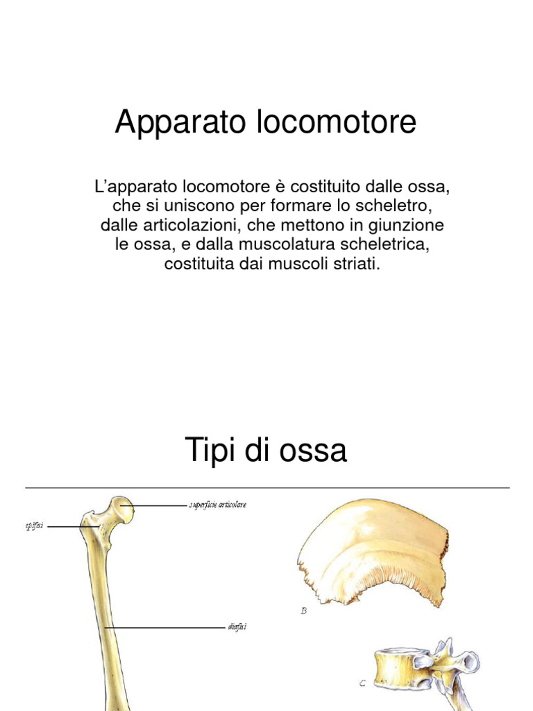 2. Apparato locomotore | PDF