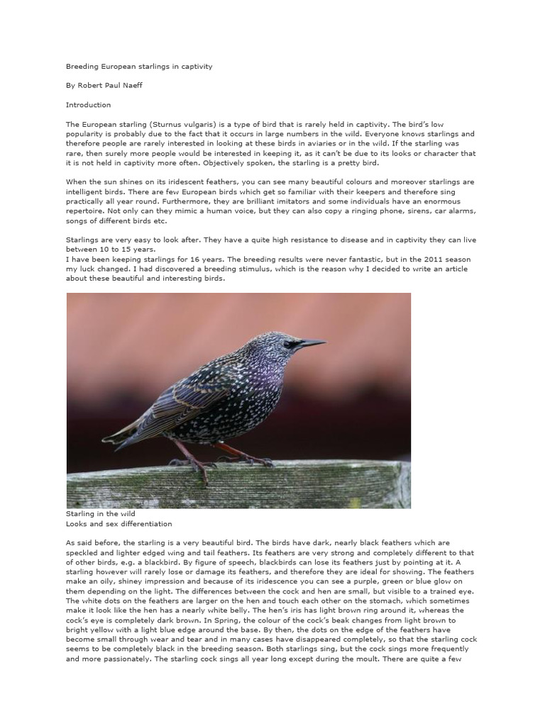 European Starling Lifespan and Care | PDF | Chicken | Birds