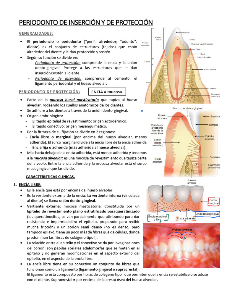 Periodonto de Inserción y de Protección | PDF | Epitelio | Hueso