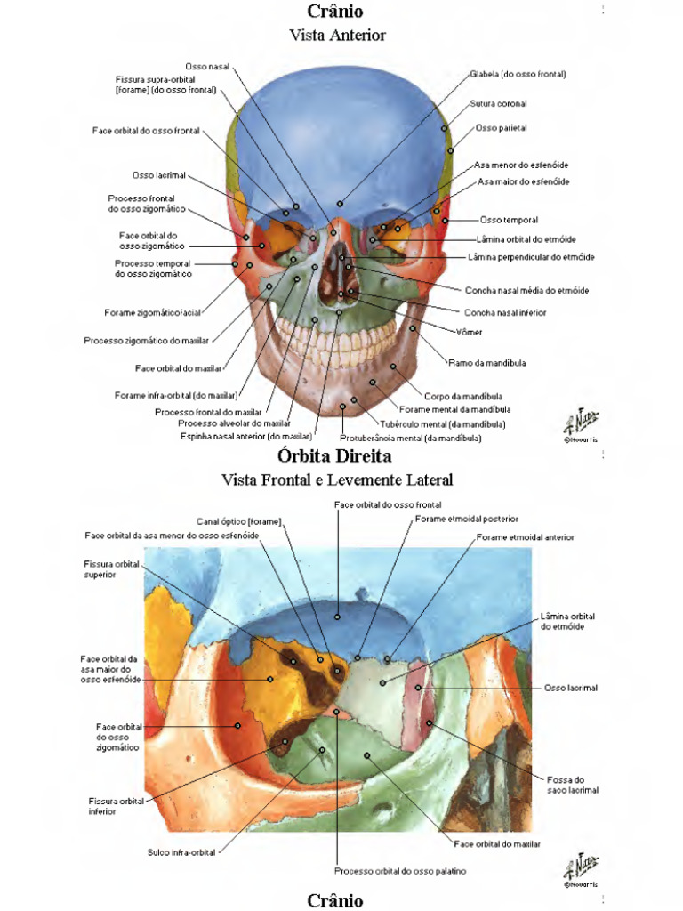 Atlas De Anatomia Humana Netter Português Text Pdf Cabeça E