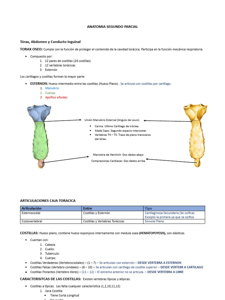 Anatomia Segundo Parcial V2 | PDF