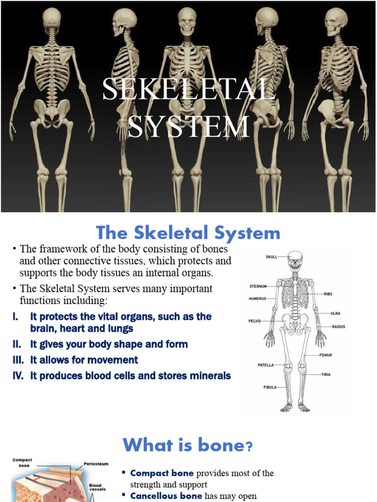 Skeletal System | PDF | Bone | Skeleton