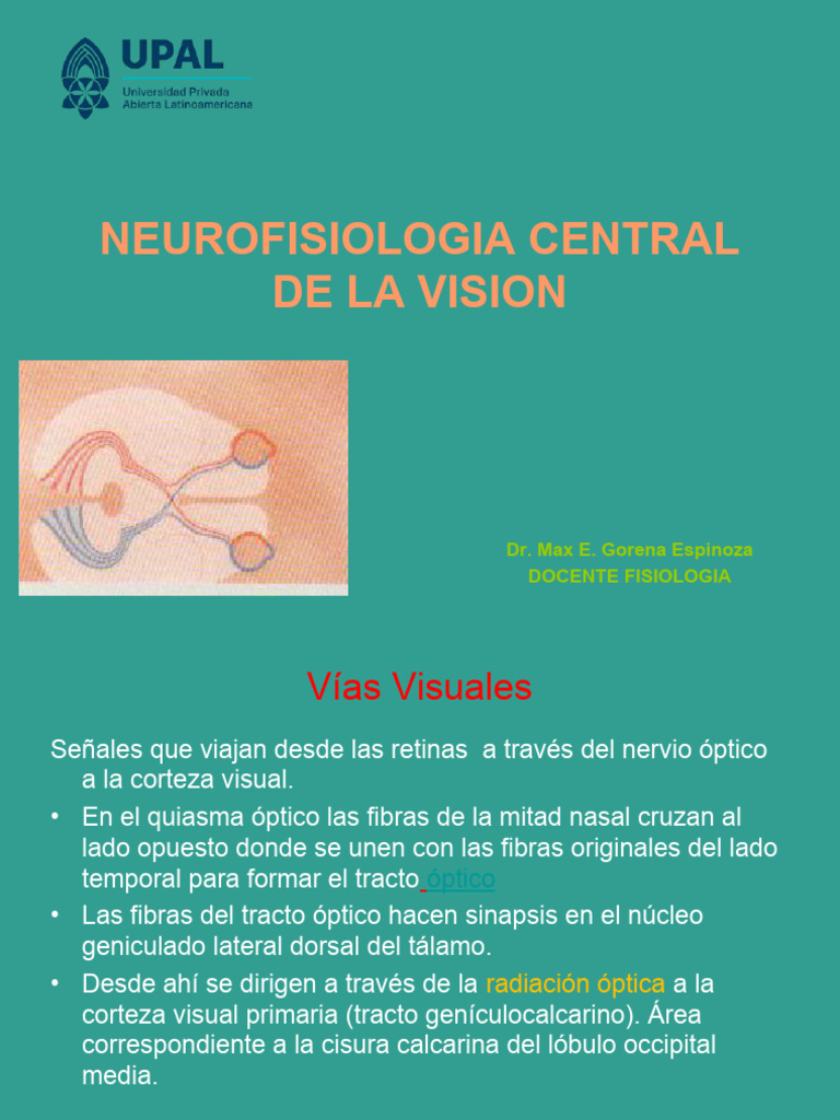 Neurofisiologia de La Vision | PDF