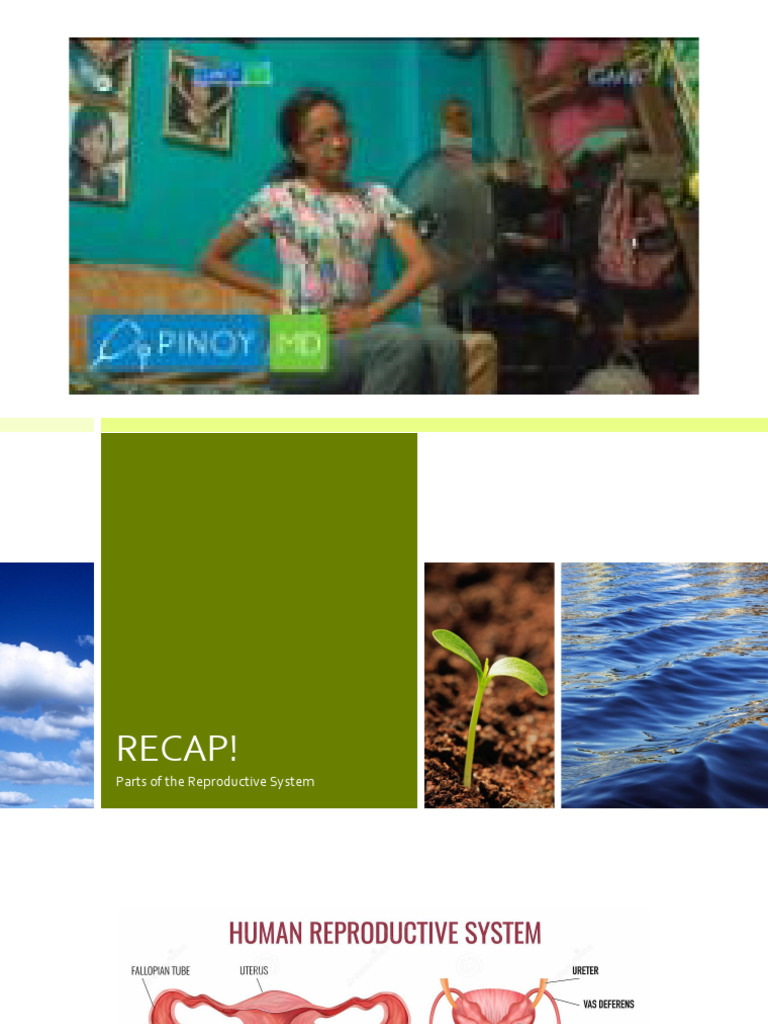 The Menstrual Cycle Feedback Mechanism Pdf Menstrual Cycle